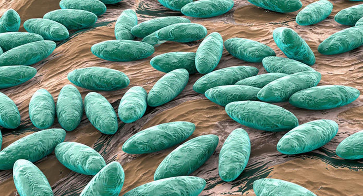 Brasil publica protocolo inédito para diagnóstico e tratamento da ...